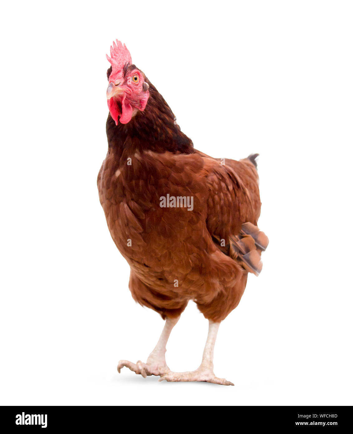 Close up hen hi-res stock photography and images - Alamy