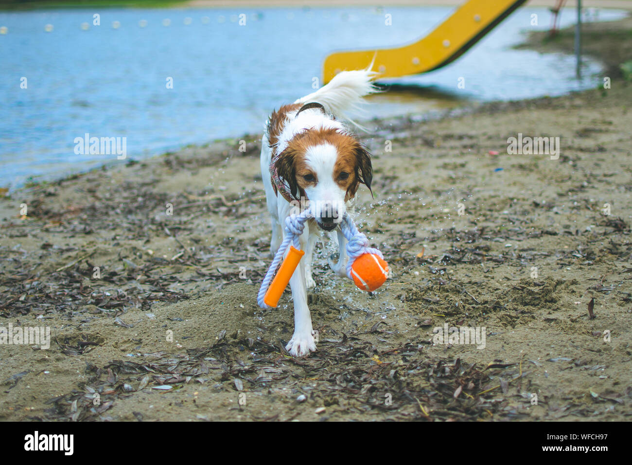 Dog with rope in his mouth hi-res stock photography and images - Alamy