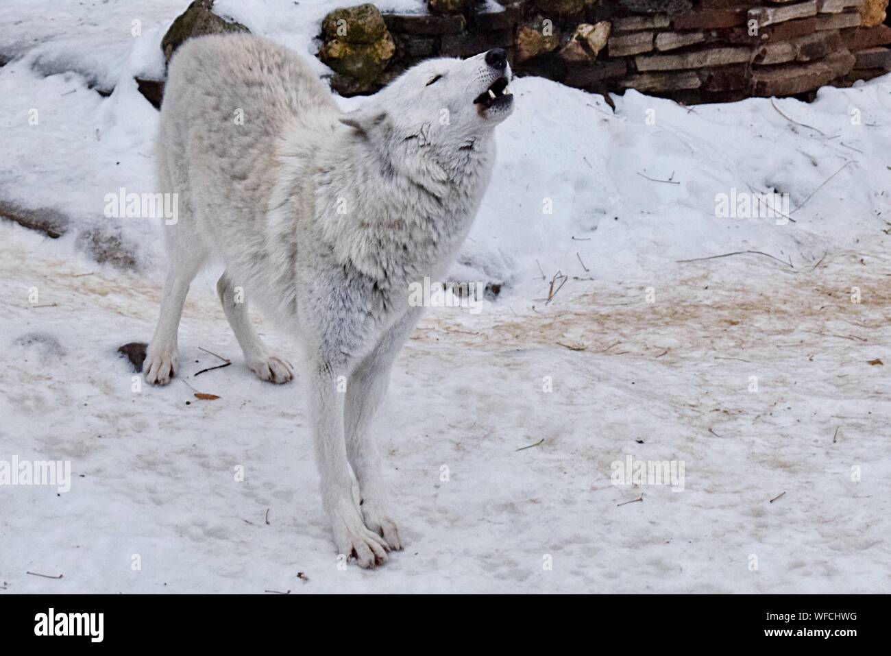 Howling dog hi-res stock photography and images - Alamy