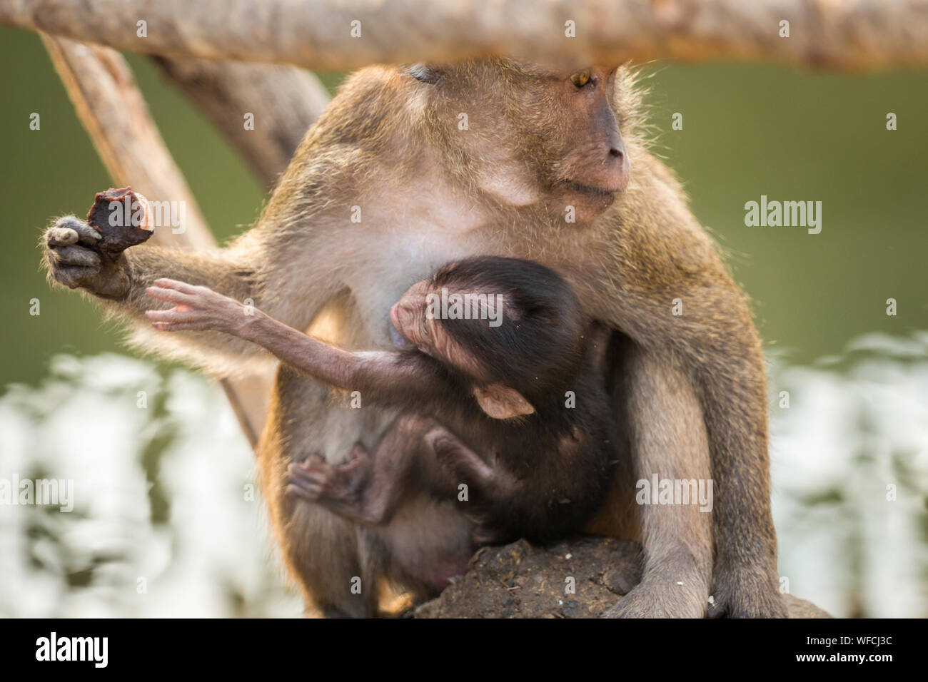 Monkey reaching for food hi-res stock photography and images - Alamy