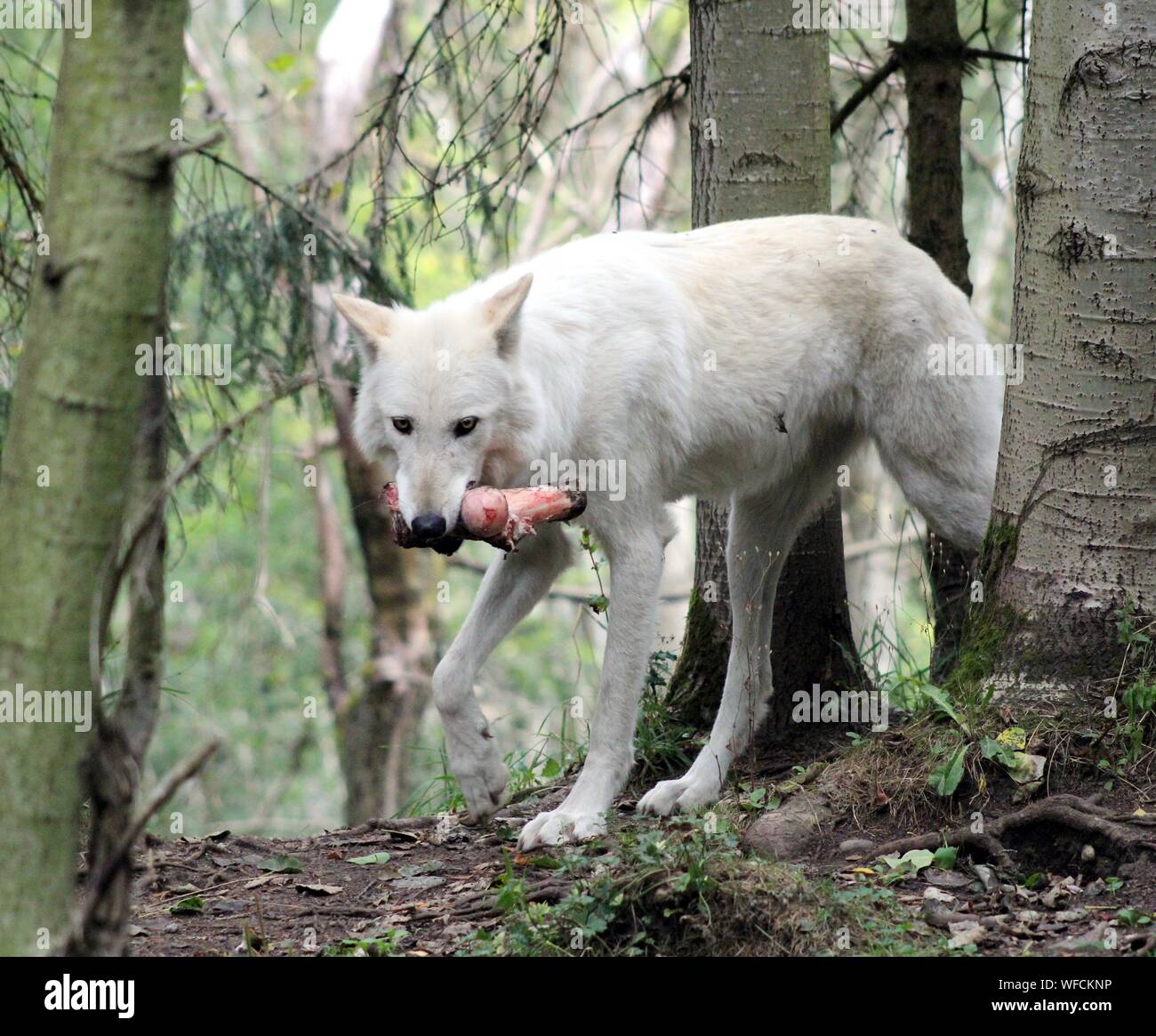 Wild white wolf hi-res stock photography and images - Alamy