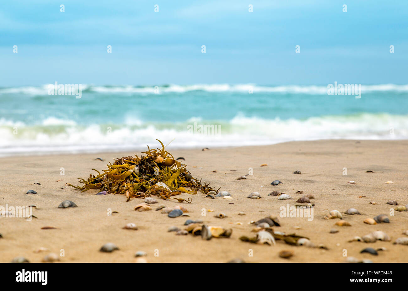 Seaweed and shells on a beach Stock Photo - Alamy