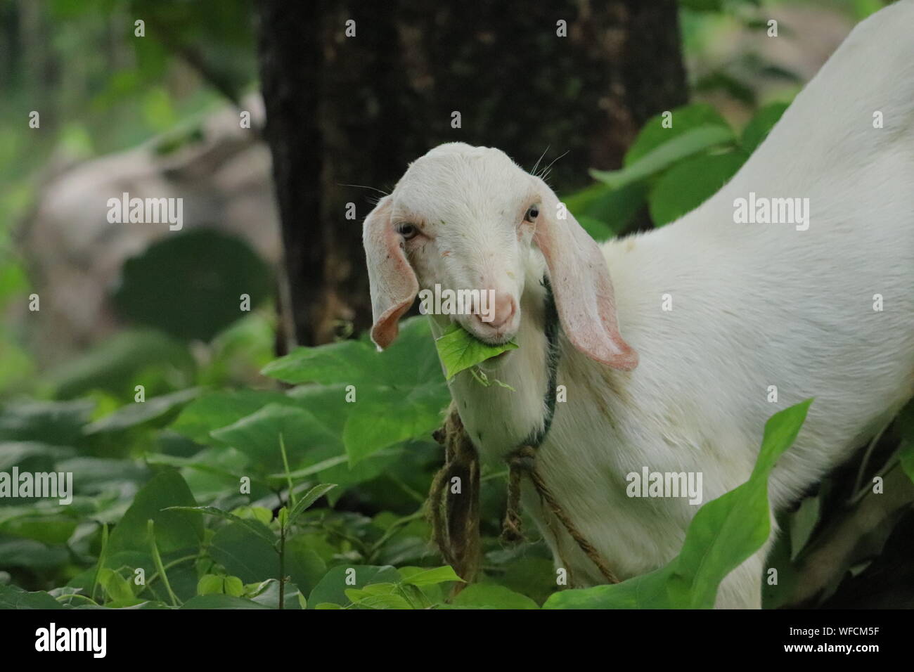 White goat in the forest eating green leaves by chewing Stock Photo - Alamy
