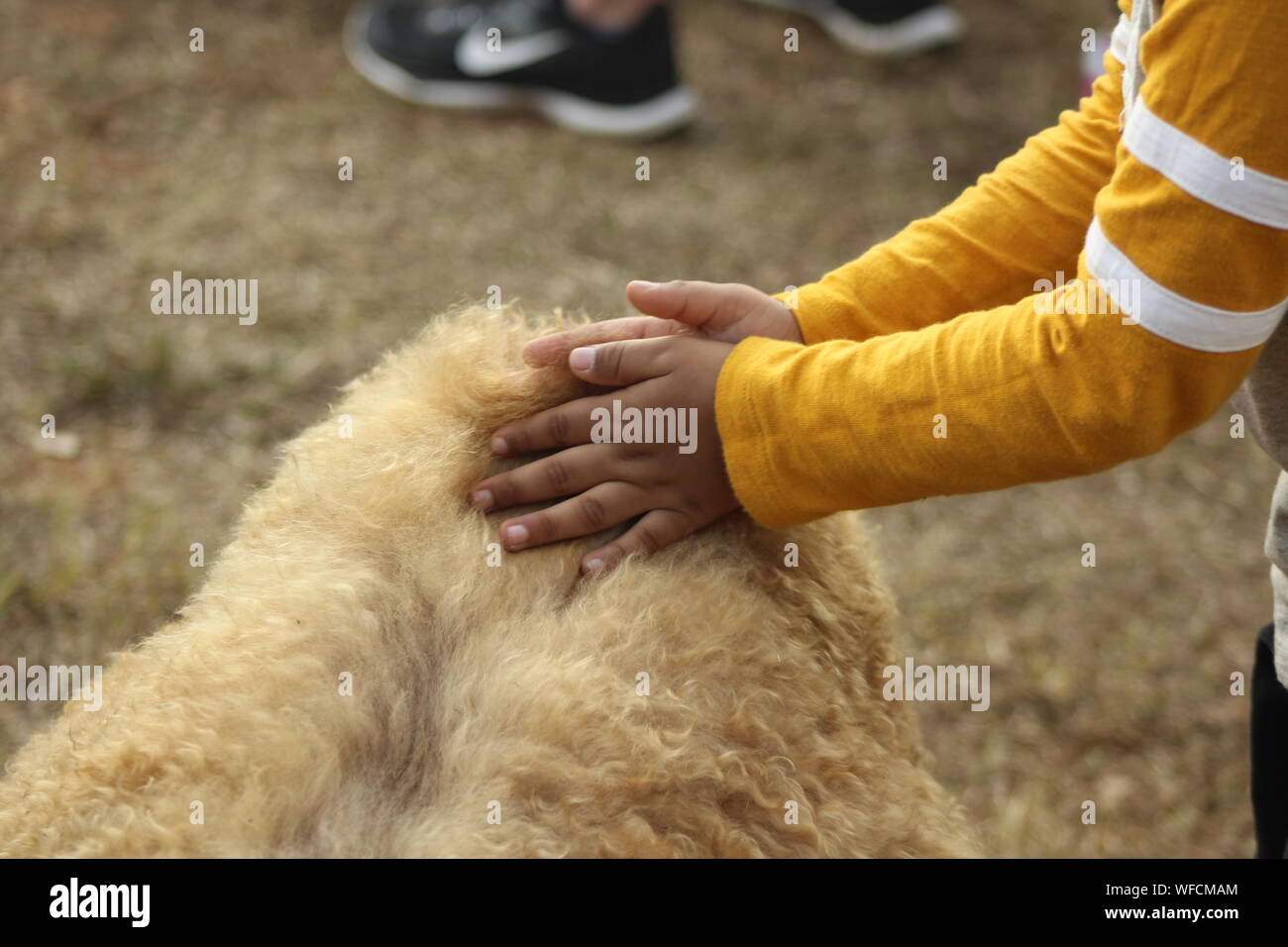 Sheep child hi-res stock photography and images - Alamy