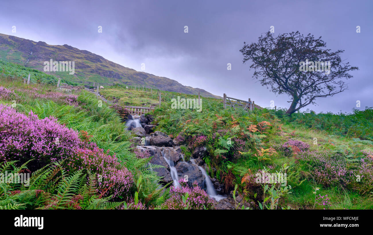 Heather hillsides hi-res stock photography and images - Alamy