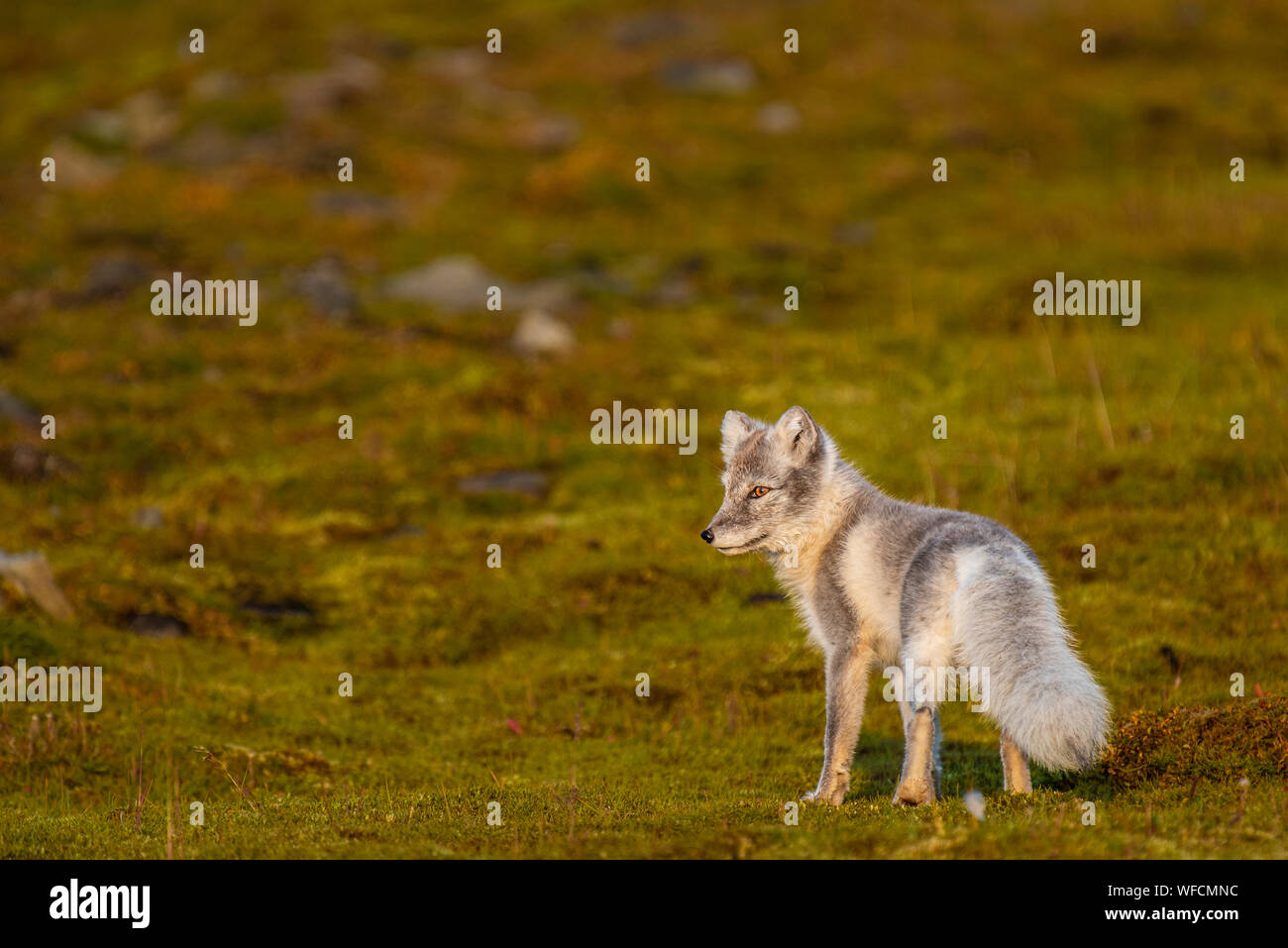 Grey fox cub hi-res stock photography and images - Alamy