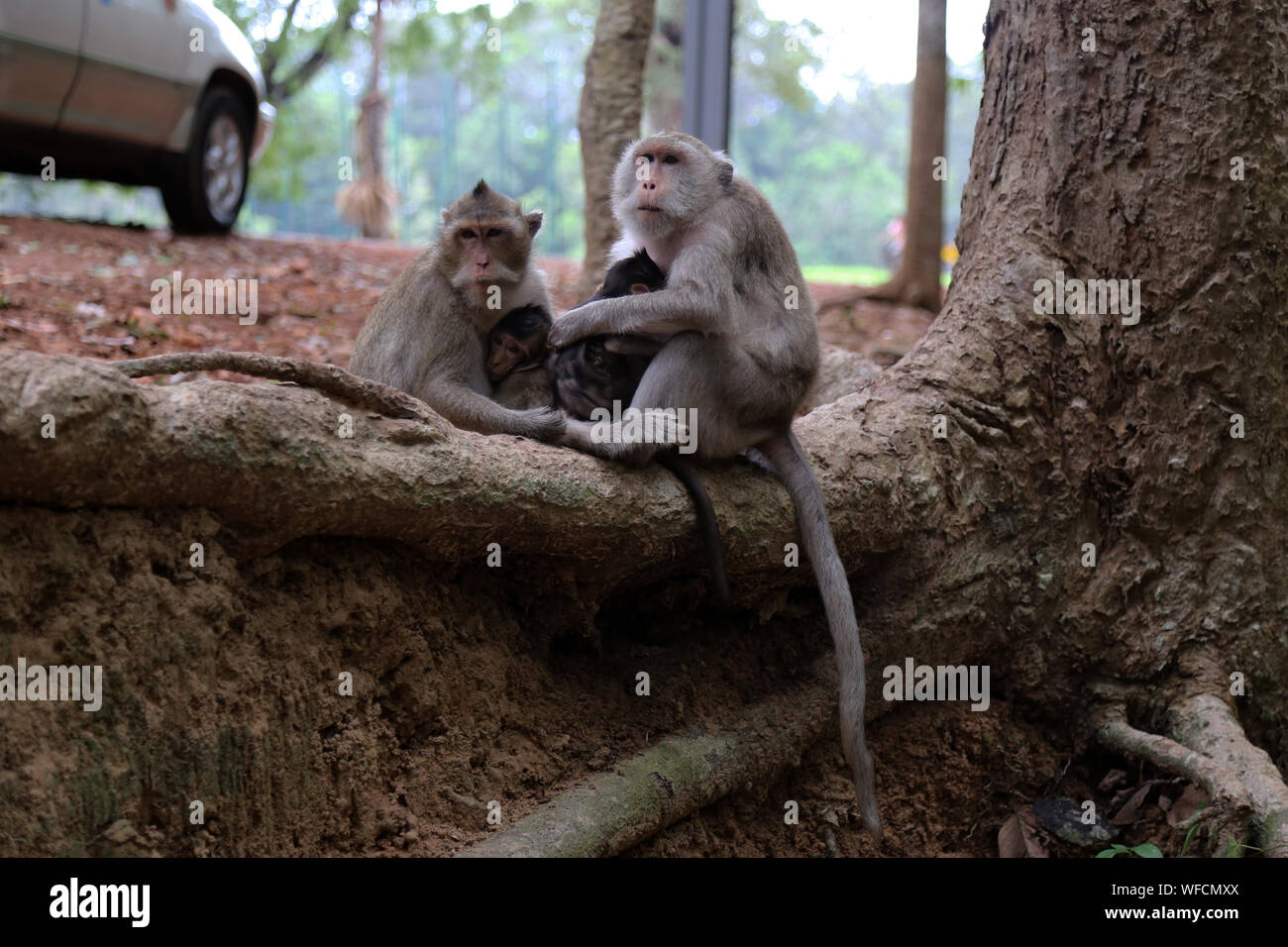 City Monkey Or Bridge Monkey High Resolution Stock Photography and ...
