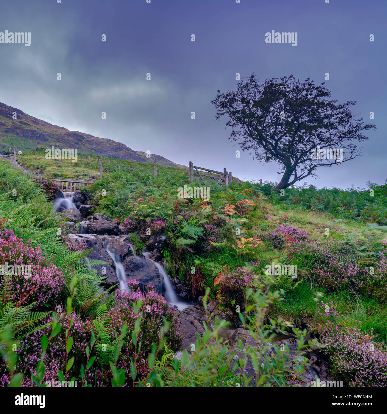 Heather hillsides hi-res stock photography and images - Alamy