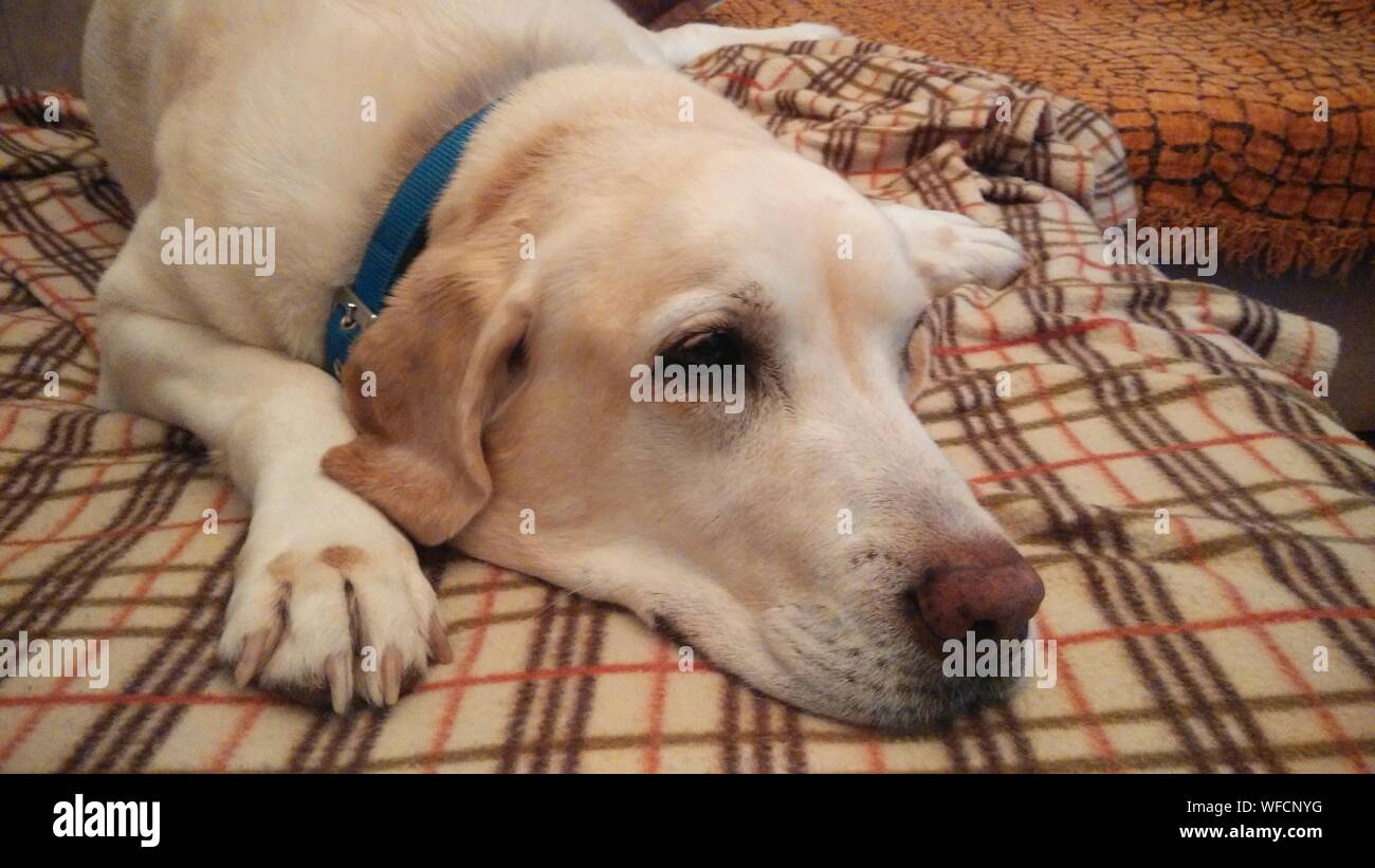 Labrador in dog bed hi-res stock photography and images - Alamy