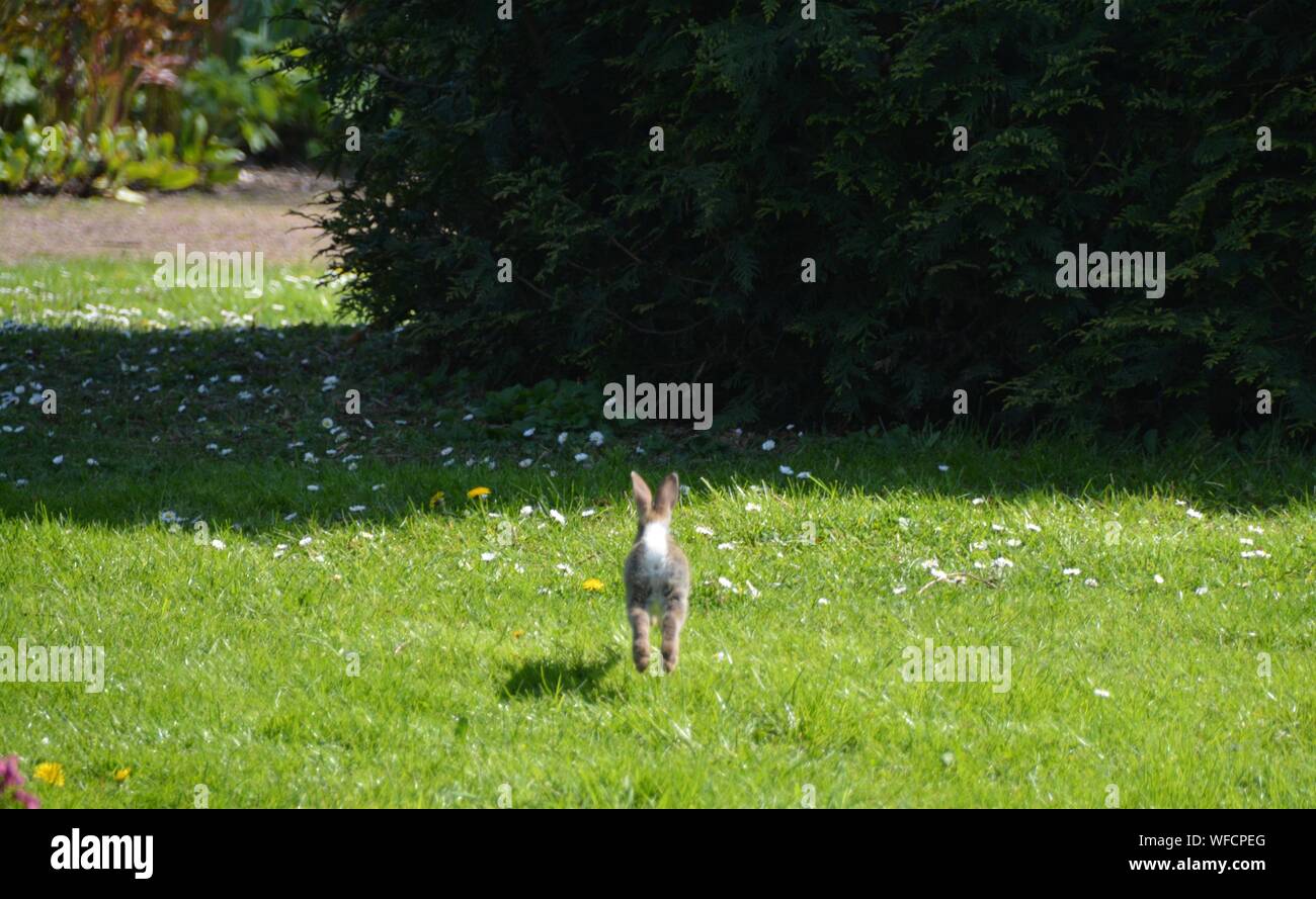 Hopping Rabbit High Resolution Stock Photography and Images - Alamy