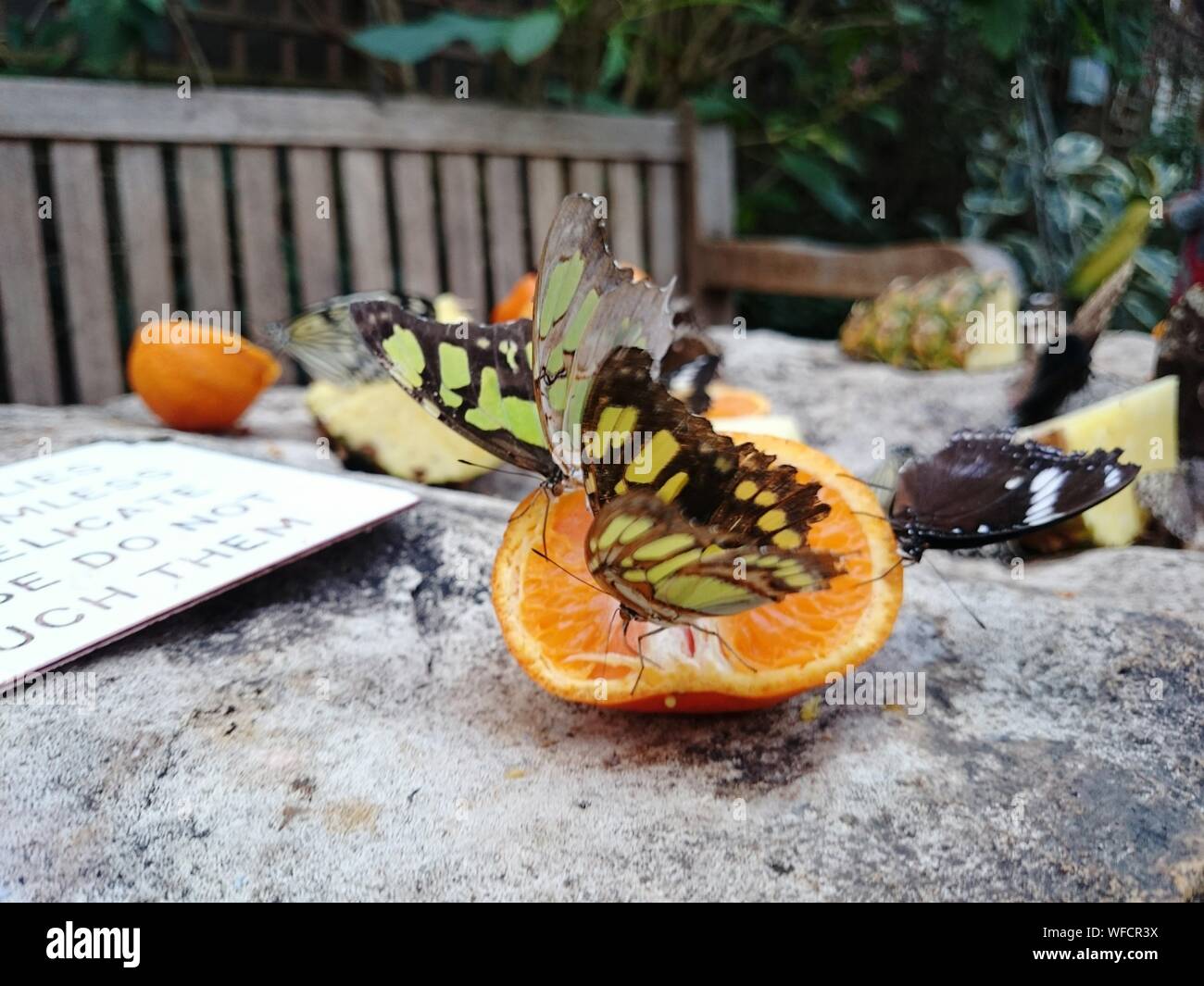 Back fruit hi-res stock photography and images - Alamy