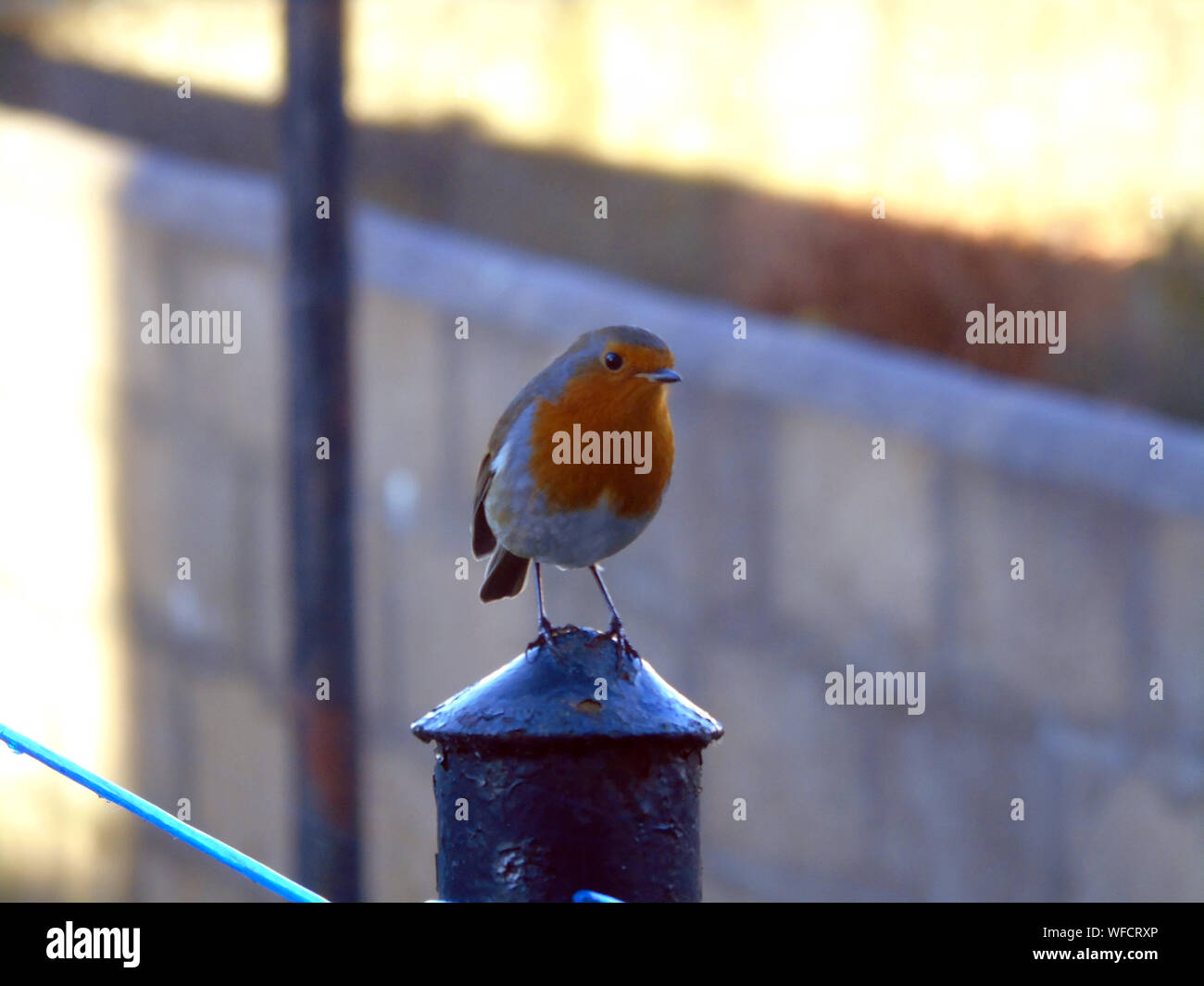 Robin on the pole hi-res stock photography and images - Alamy