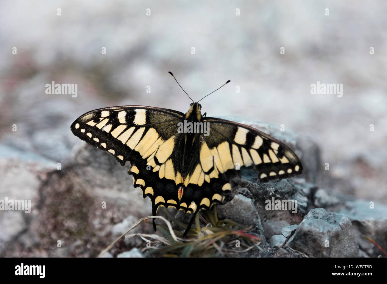 Dovetail Stone High Resolution Stock Photography and Images - Alamy