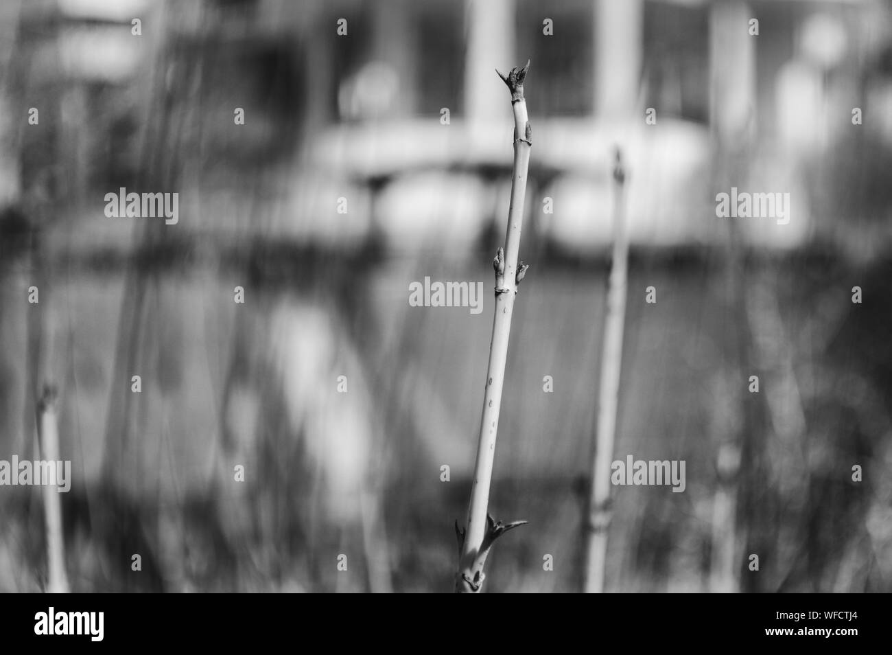 Dead stick hi-res stock photography and images - Alamy