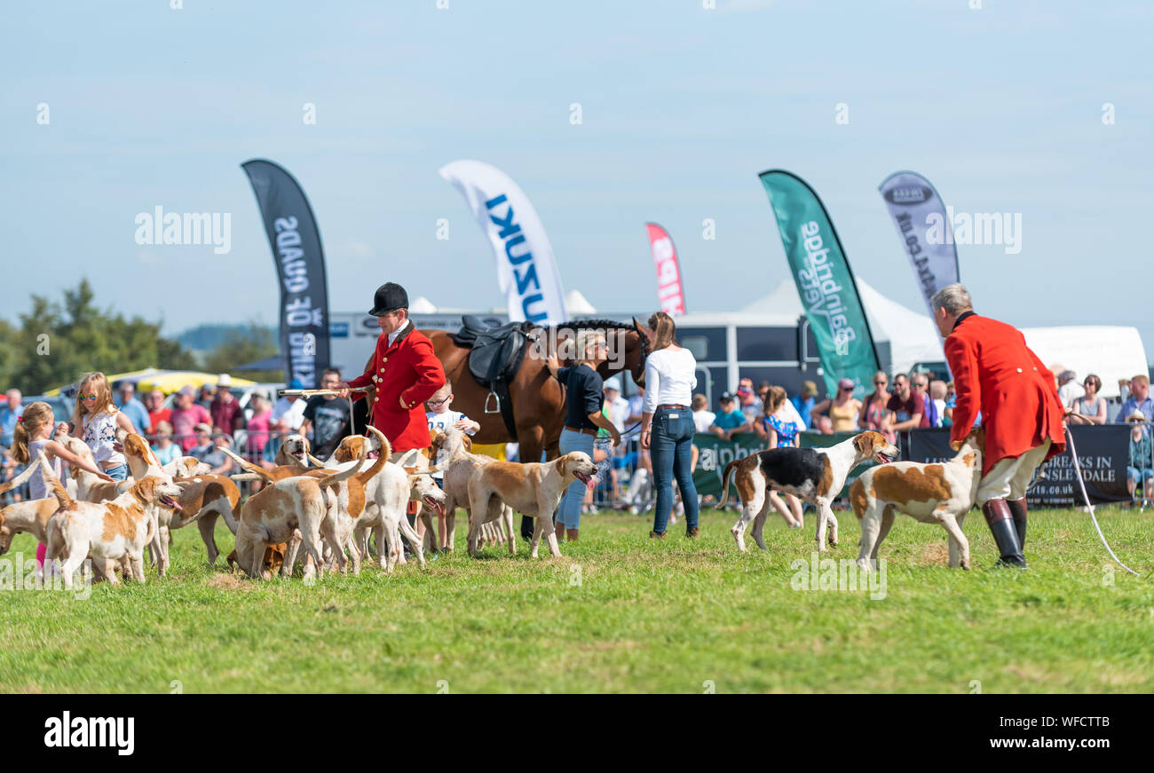 Huntsman and hounds at a country show Stock Photo - Alamy