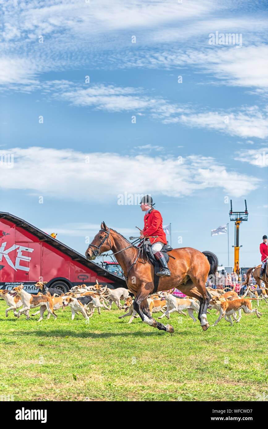 Huntsman and hounds at a country show Stock Photo - Alamy