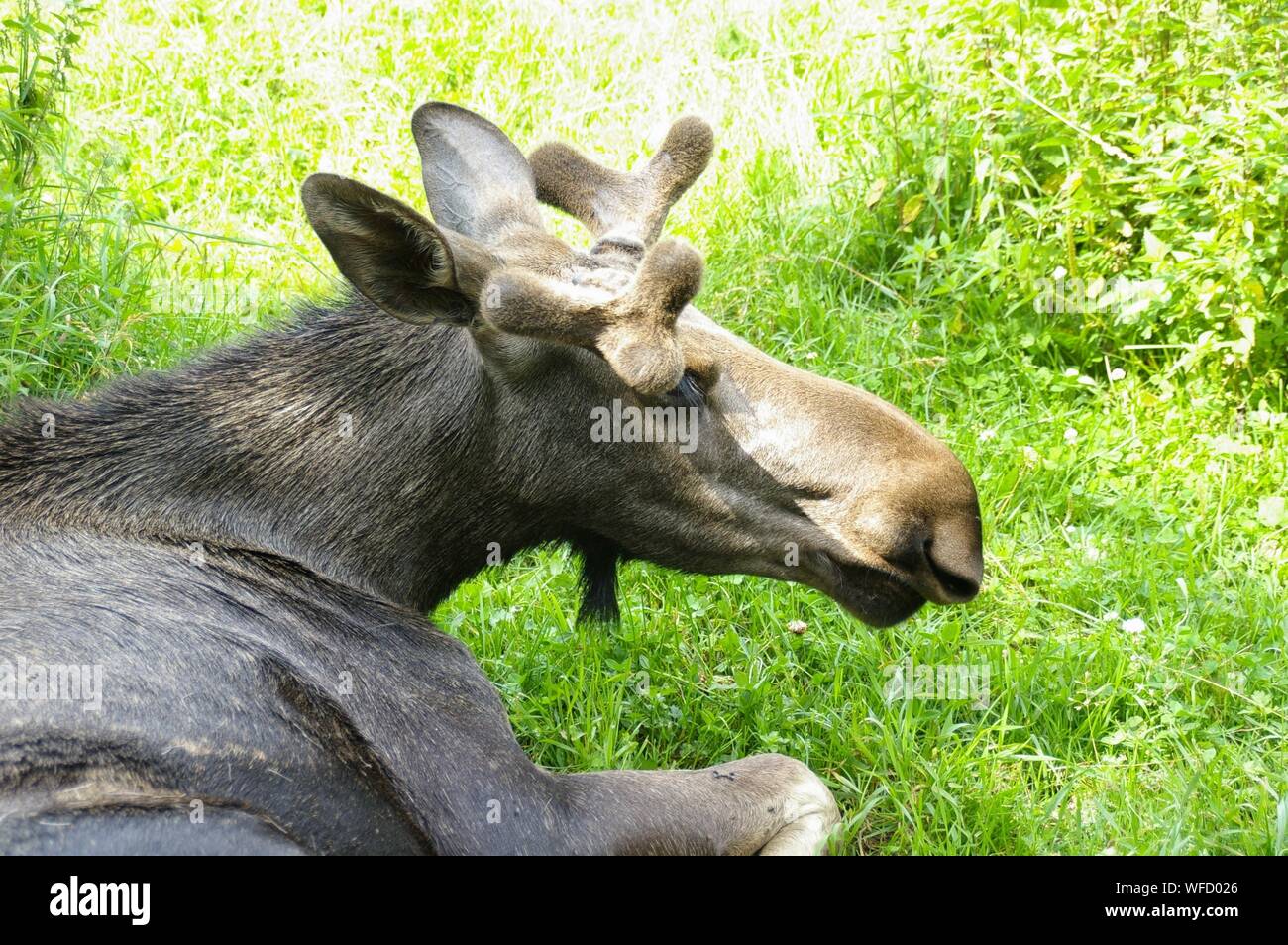 Moose Lying Down High Resolution Stock Photography and Images - Alamy