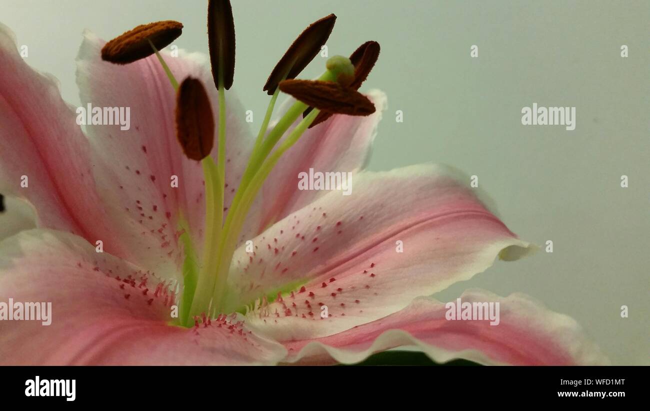 Stargazer lily hi-res stock photography and images - Alamy