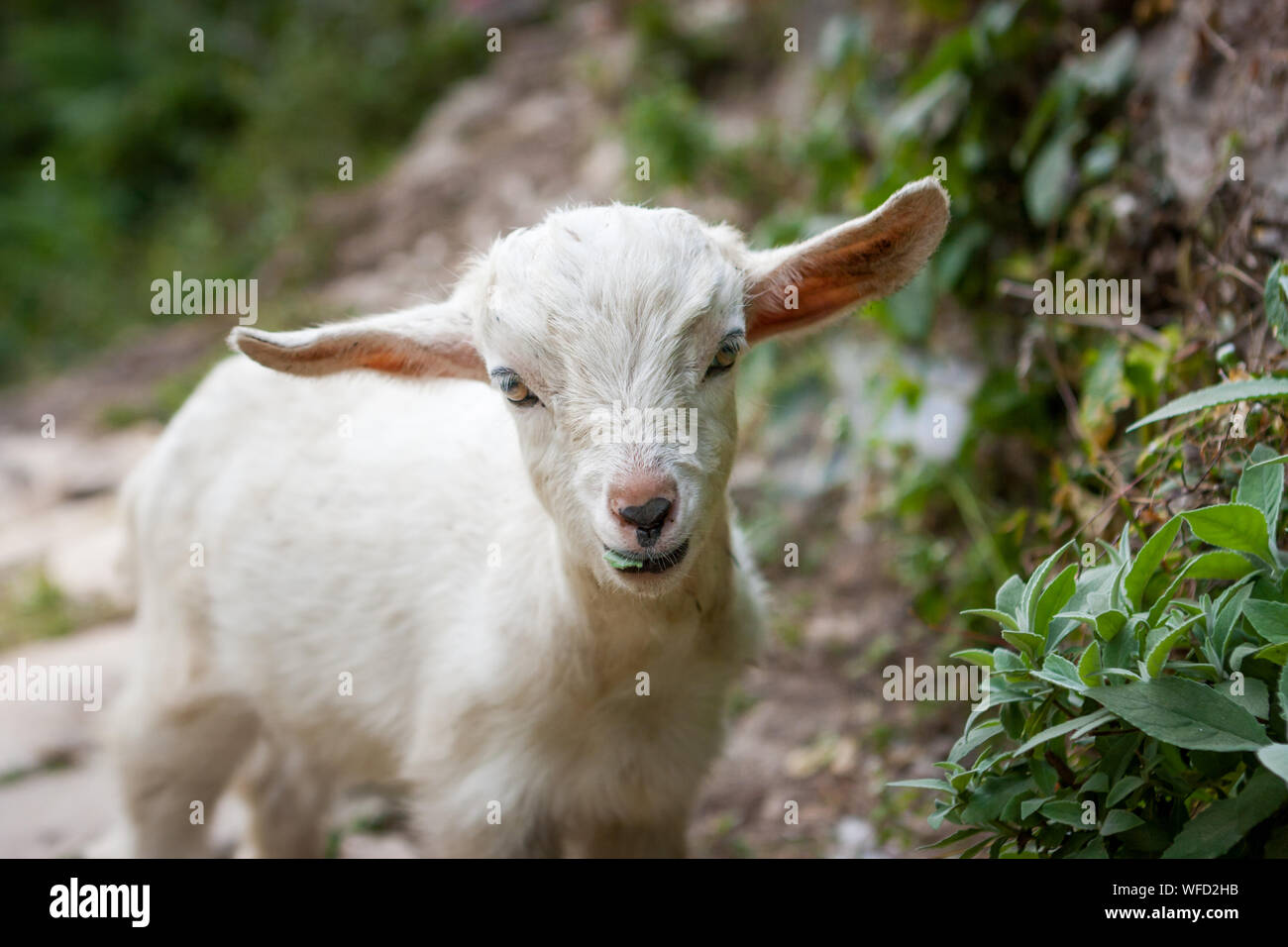 Goat leaf hi-res stock photography and images - Alamy
