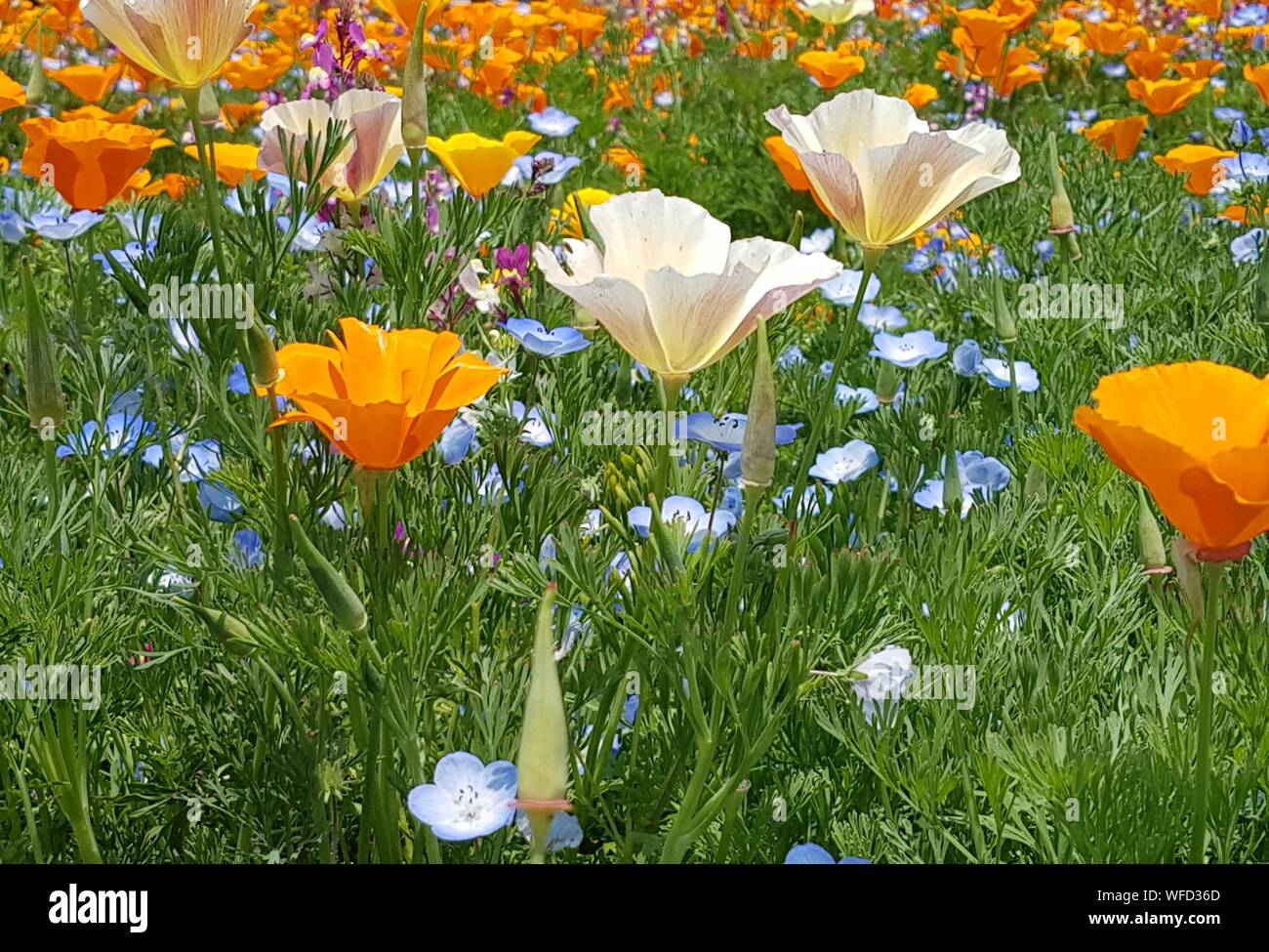 Heart of flowers hi-res stock photography and images - Alamy