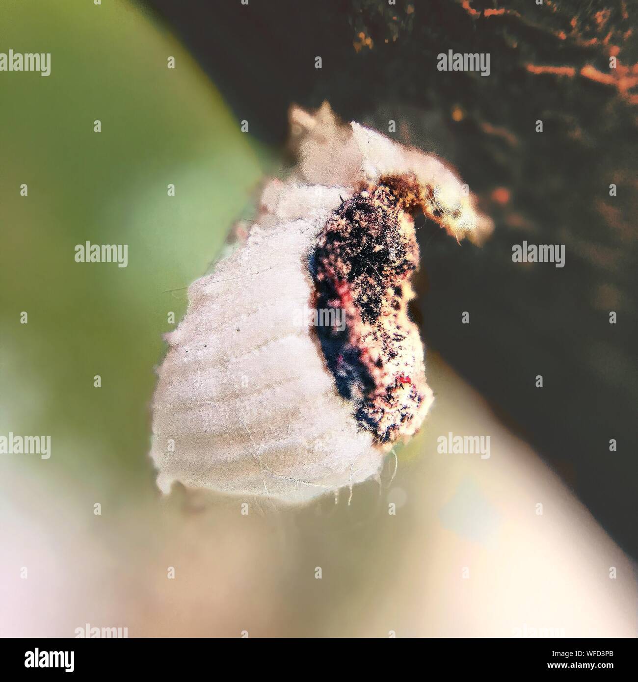Cocoon White High Resolution Stock Photography and Images - Alamy