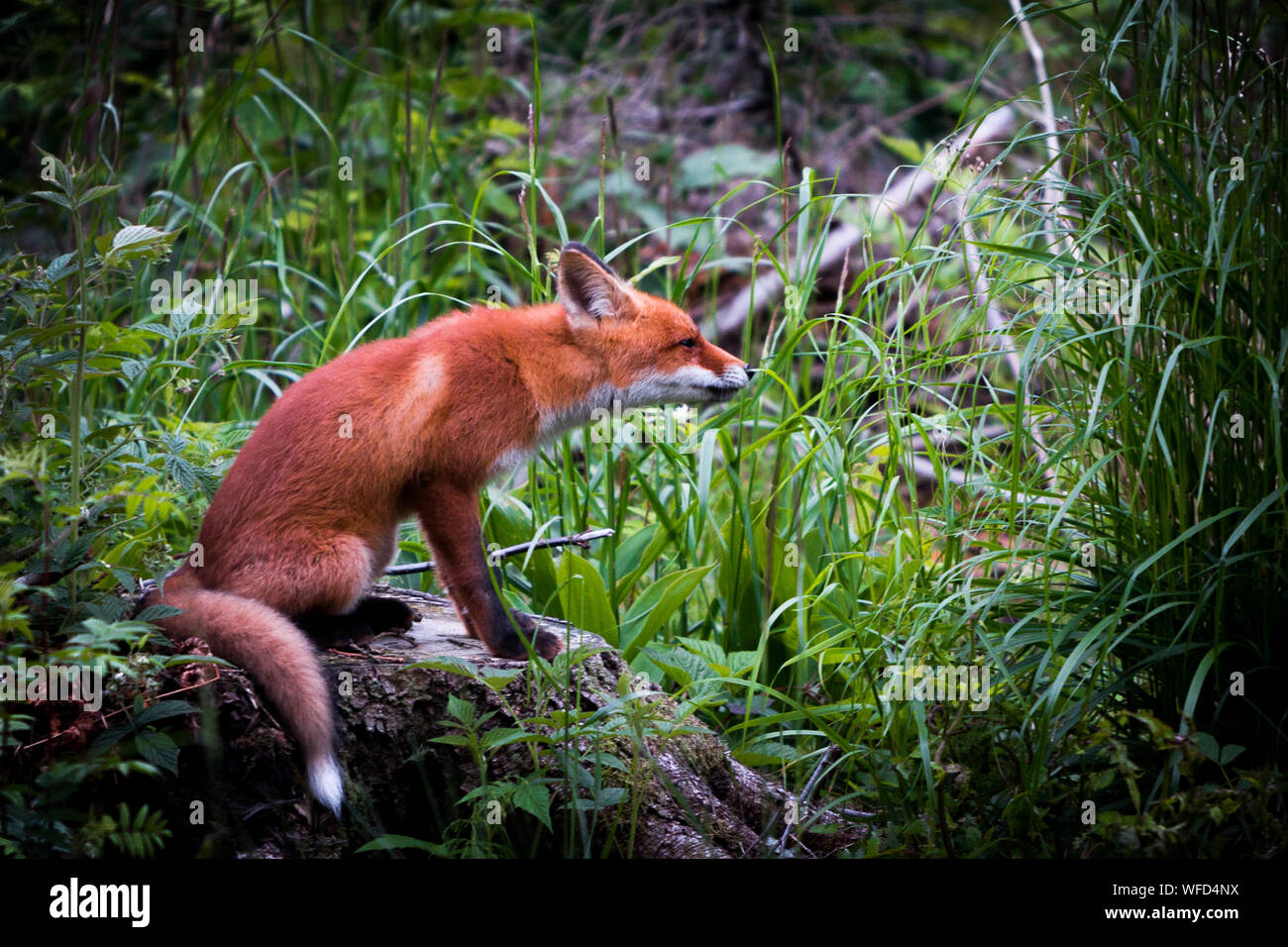 Red fox on log hi-res stock photography and images - Alamy