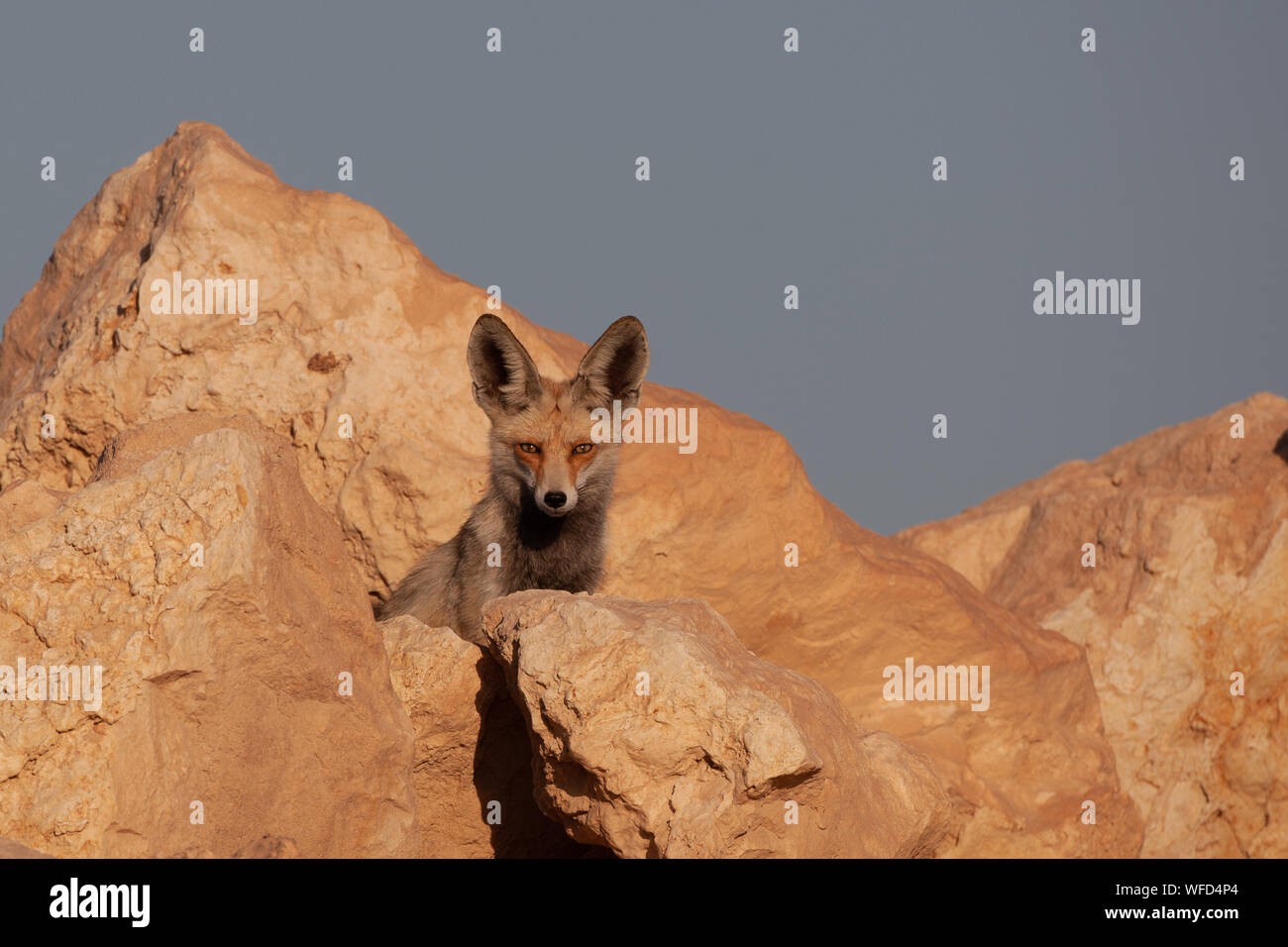 Saudi arabian nature hi-res stock photography and images - Alamy