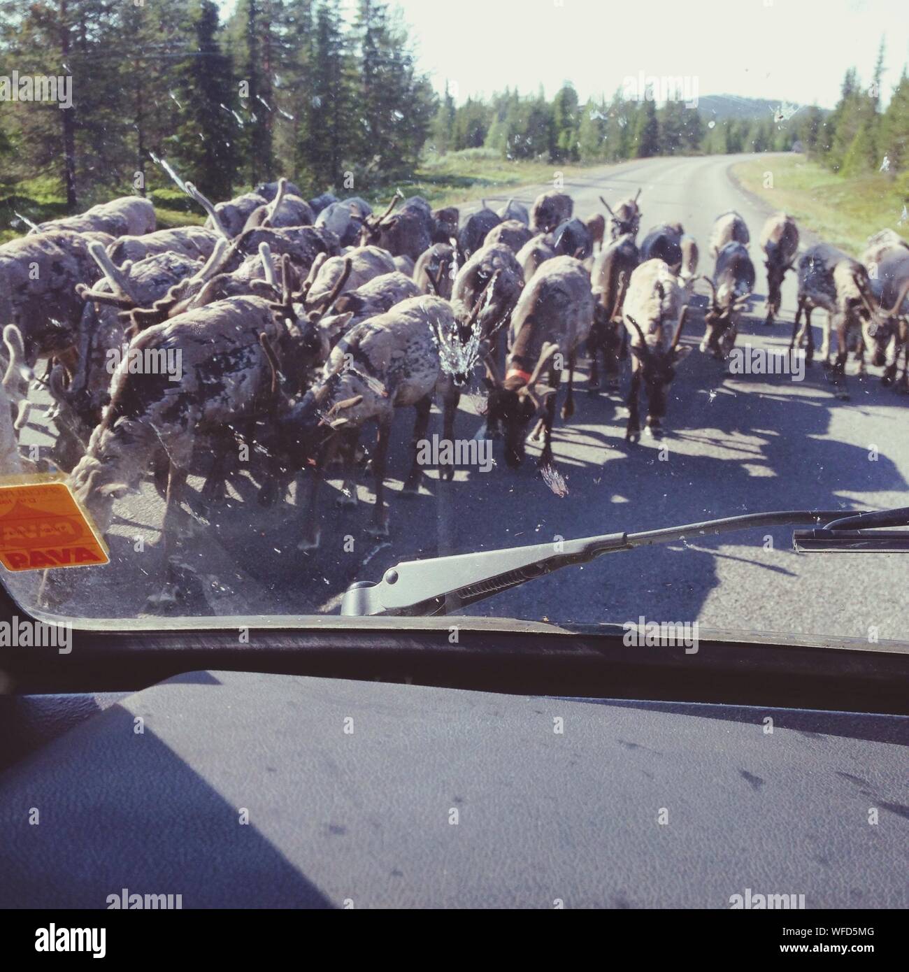 Reindeer crossing the road hi-res stock photography and images - Alamy