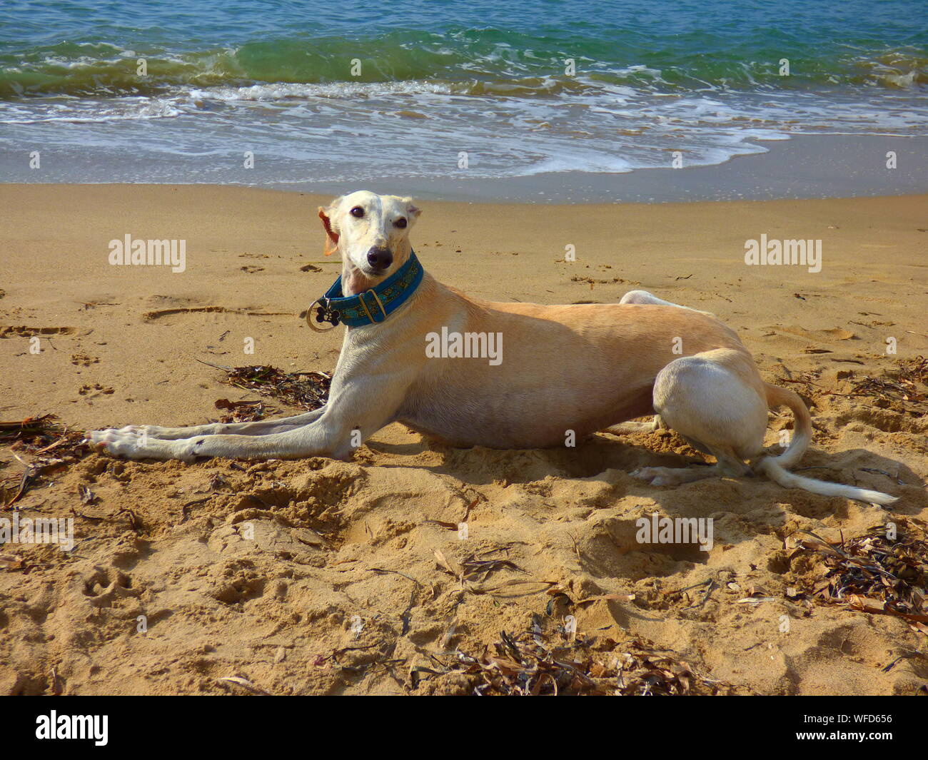 Greyhound on beach hi-res stock photography and images - Alamy