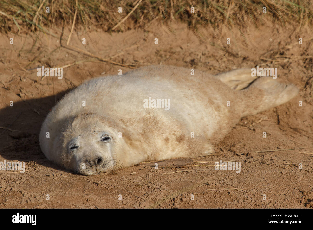 Seal lying down hi-res stock photography and images - Alamy