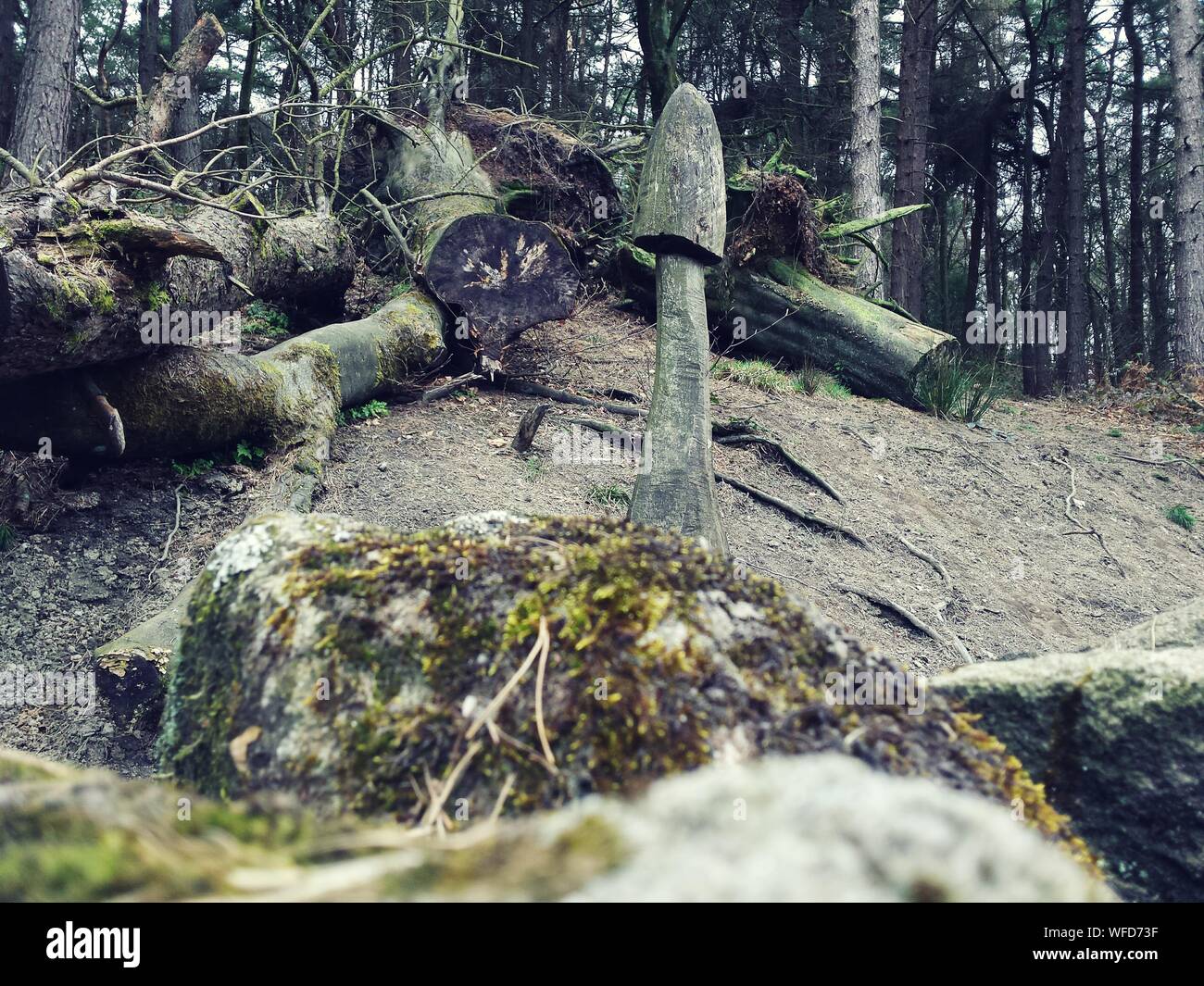 Trunk and stumps hi-res stock photography and images - Alamy
