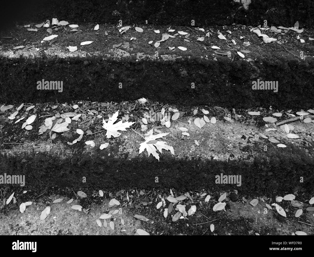 Solid leaves hi-res stock photography and images - Alamy