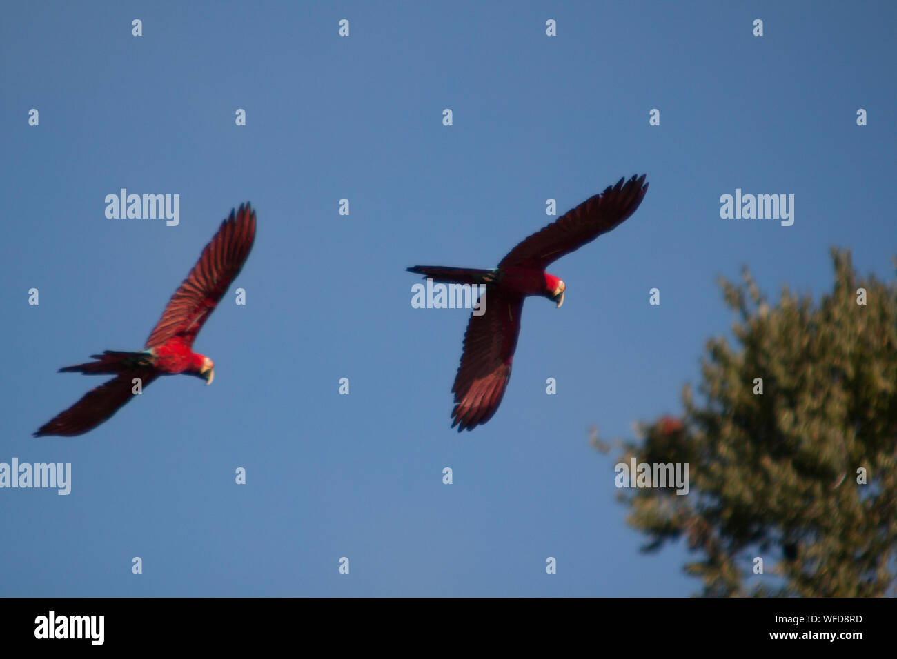 Full length of parrots hi-res stock photography and images - Alamy
