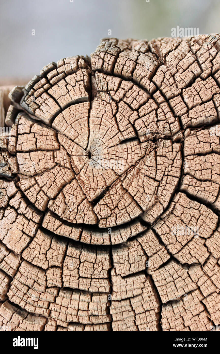 Wood cut background texture abstract Stock Photo - Alamy