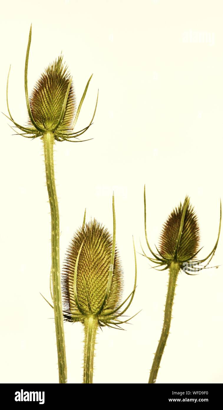 White Teasel High Resolution Stock Photography and Images - Alamy