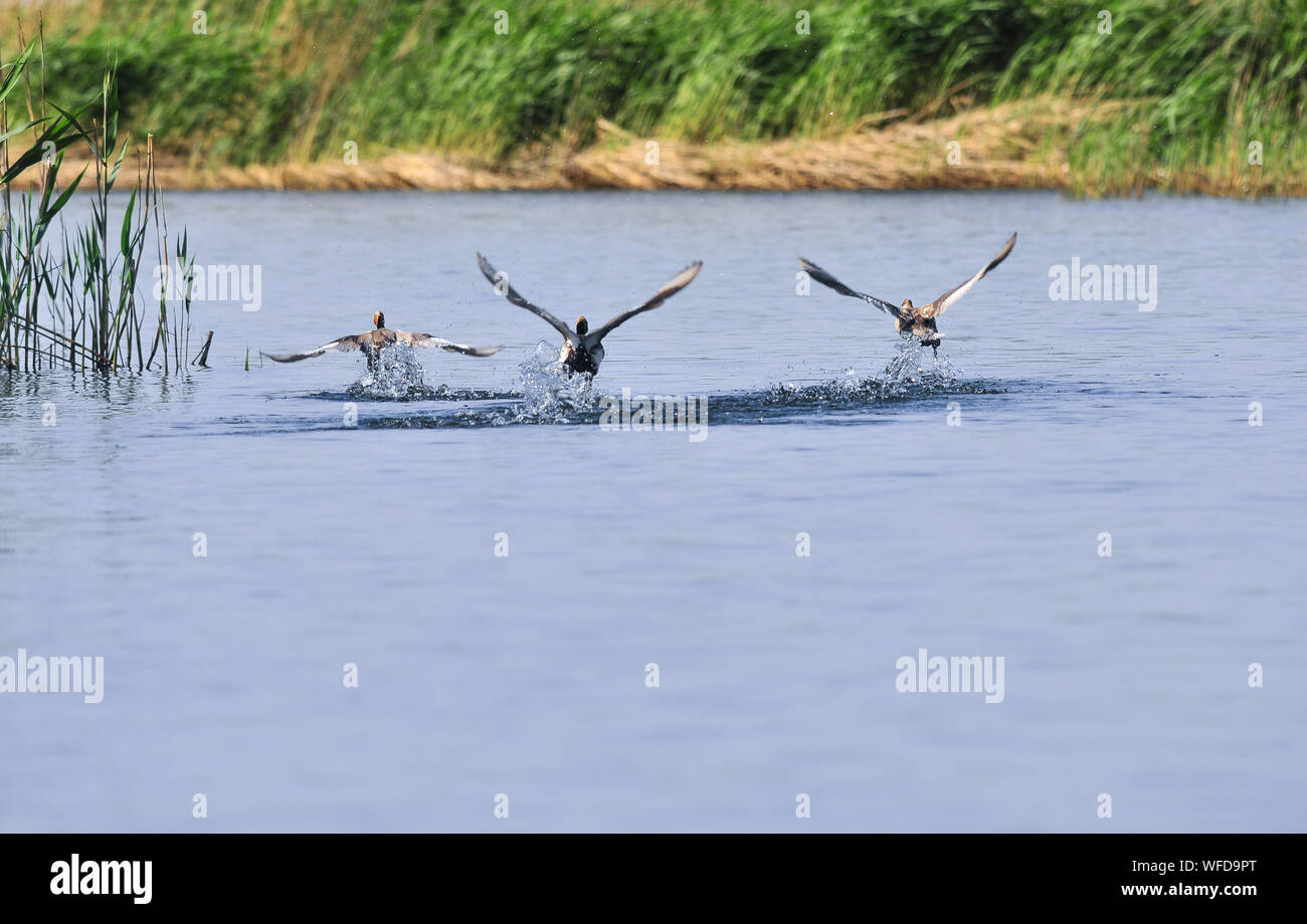 Landing on lake hi-res stock photography and images - Alamy