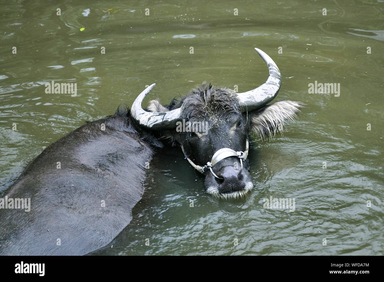 Portrait domestic water buffalo hi-res stock photography and images - Alamy
