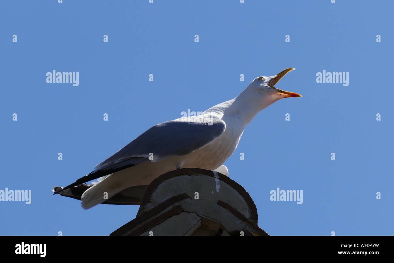 Animals screaming hi-res stock photography and images - Alamy