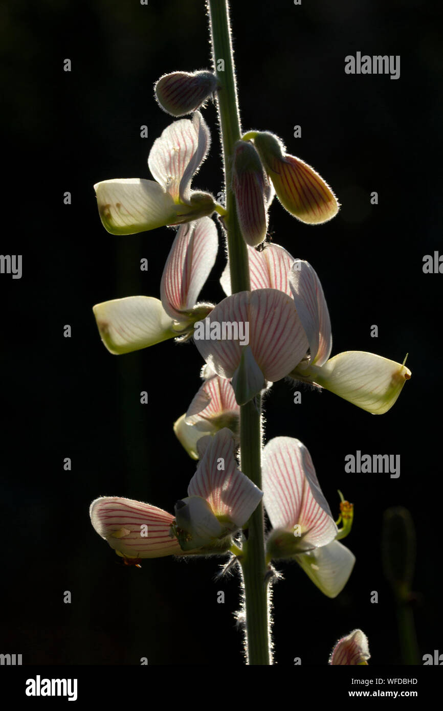 Common Sainfoin, Onobrychis viccifolia - Sainfoin flowers Stock Photo ...