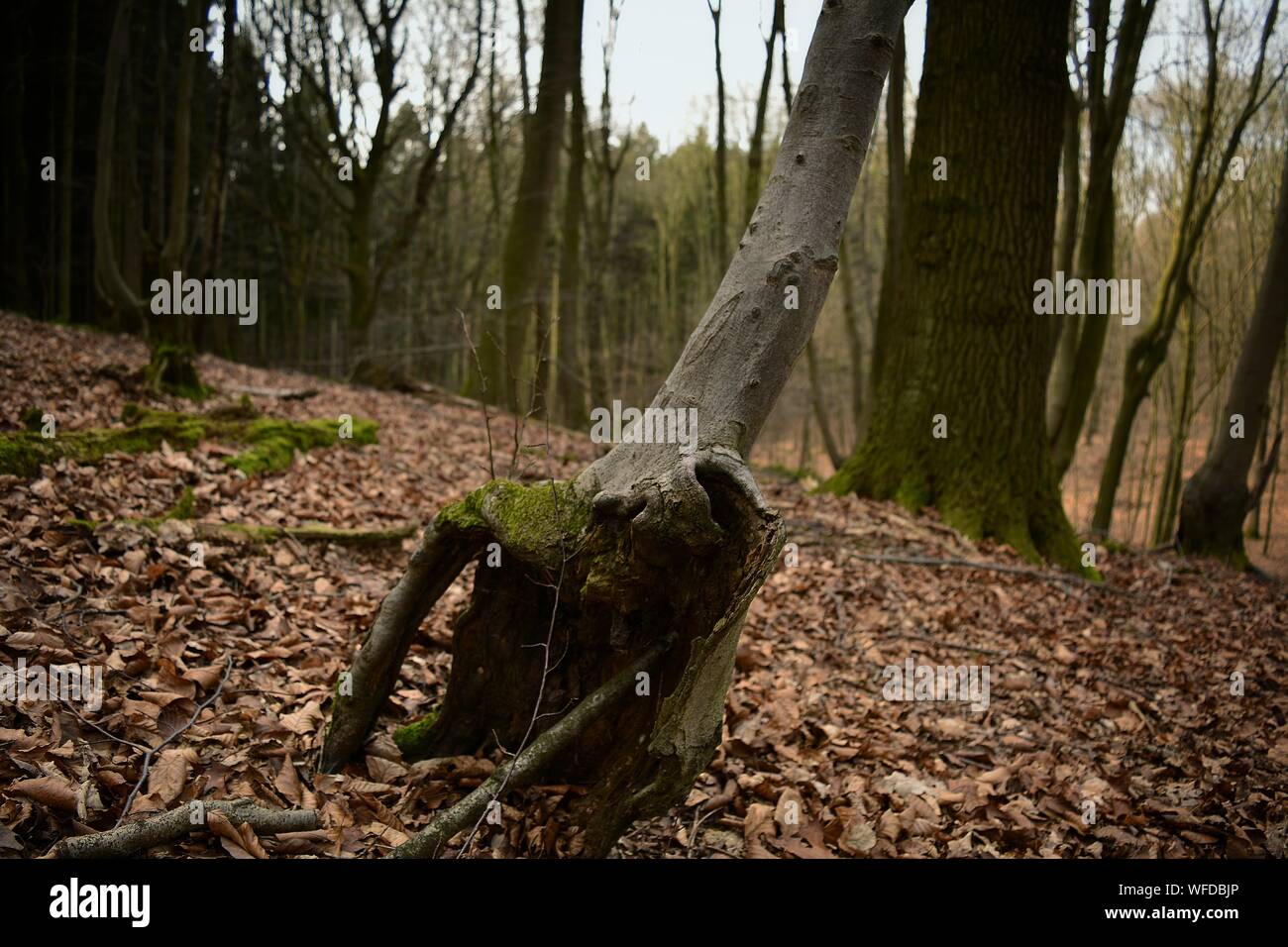 Broken tree hi-res stock photography and images - Alamy