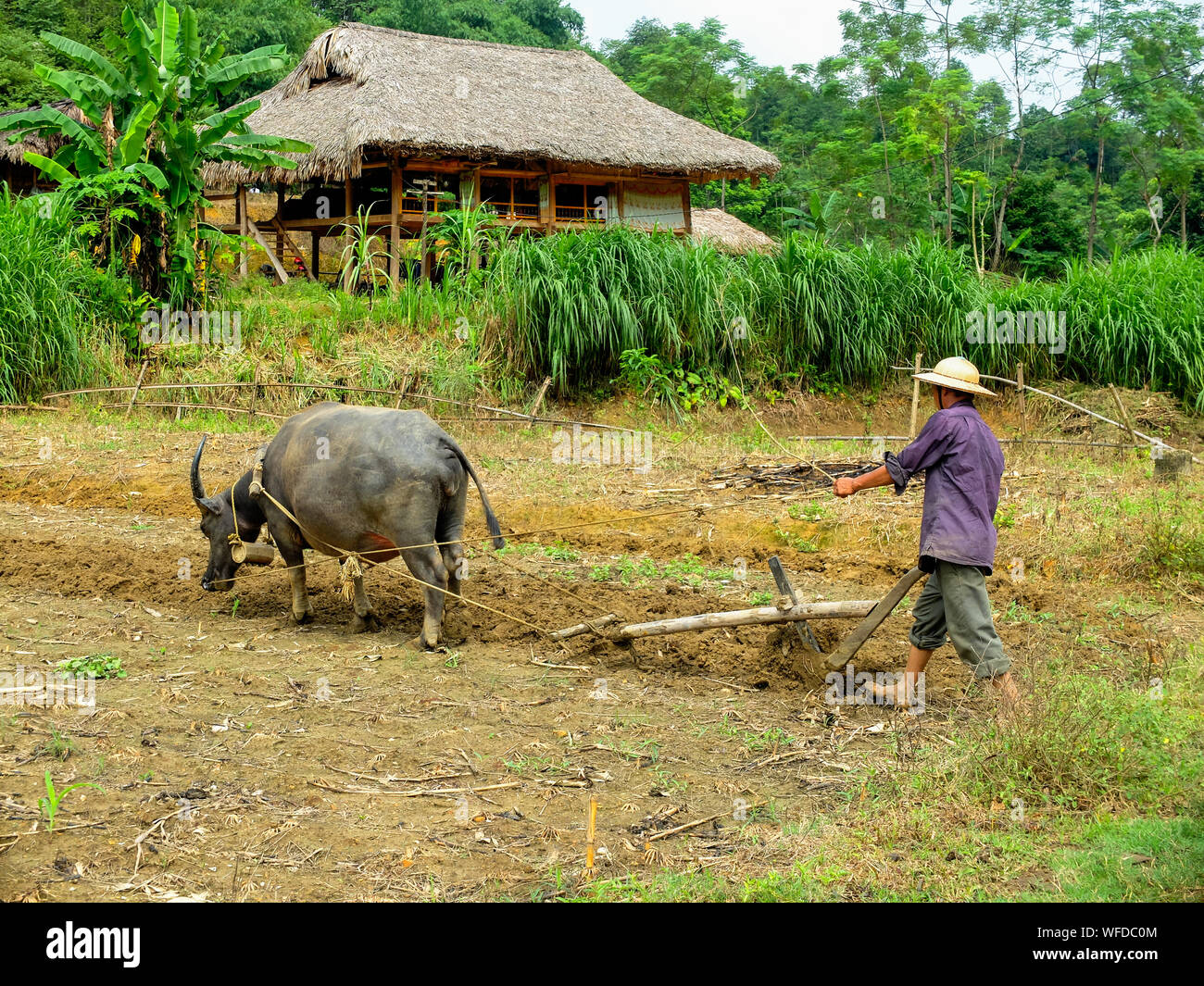 Farming_livestock hi-res stock photography and images - Alamy