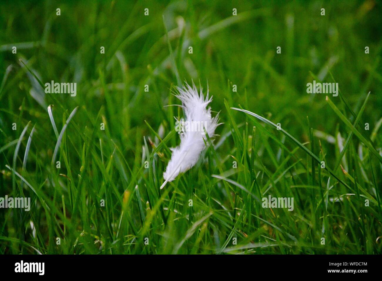 White feather in grass hi-res stock photography and images - Alamy