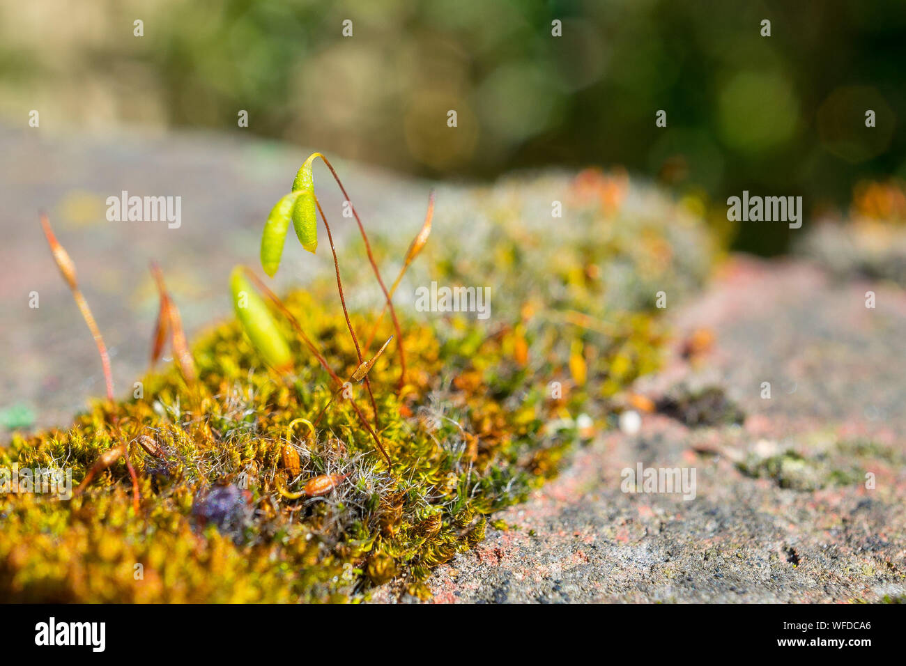 Plants growing in stone hi-res stock photography and images - Alamy