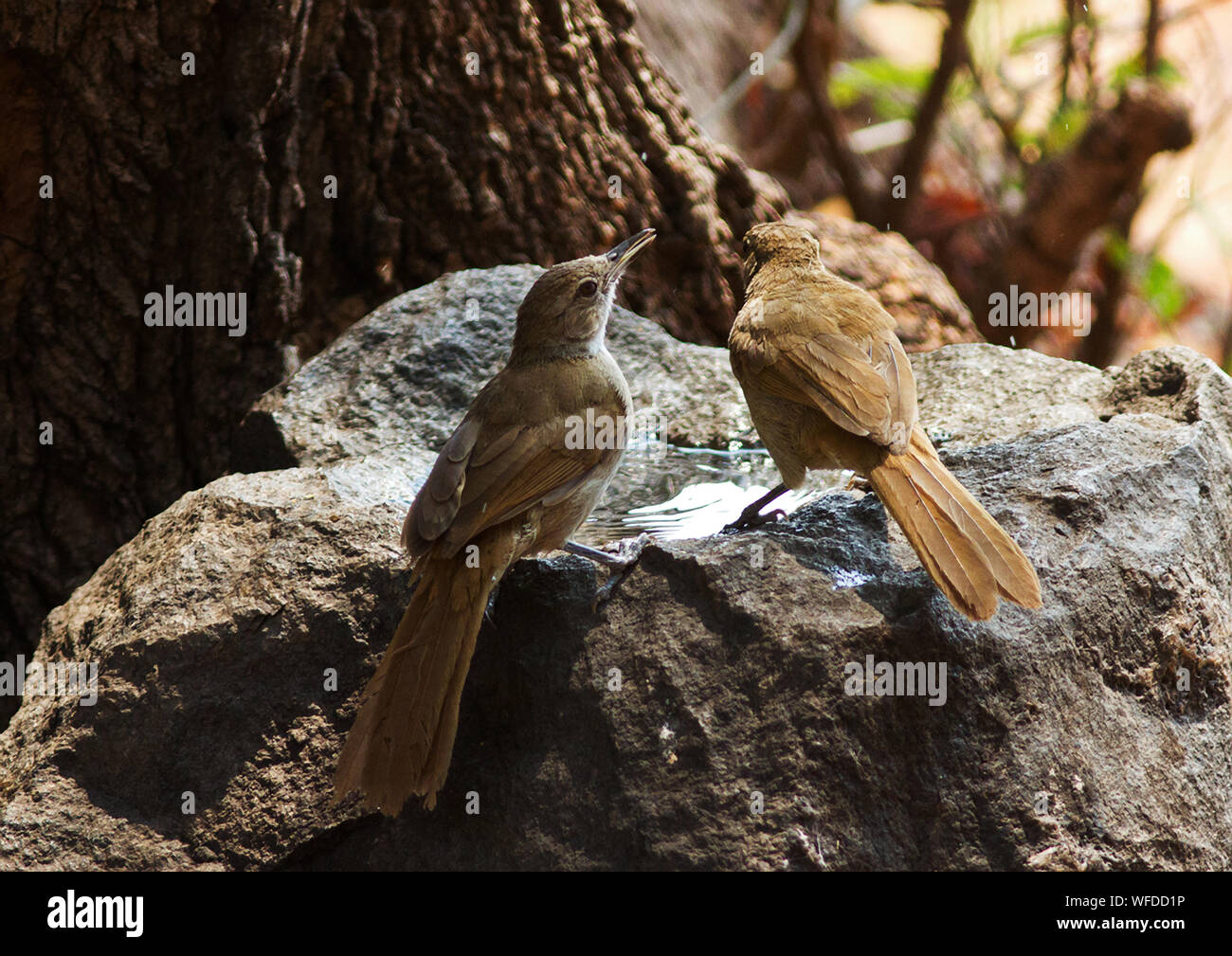 Terrestrial bulbul hi-res stock photography and images - Alamy