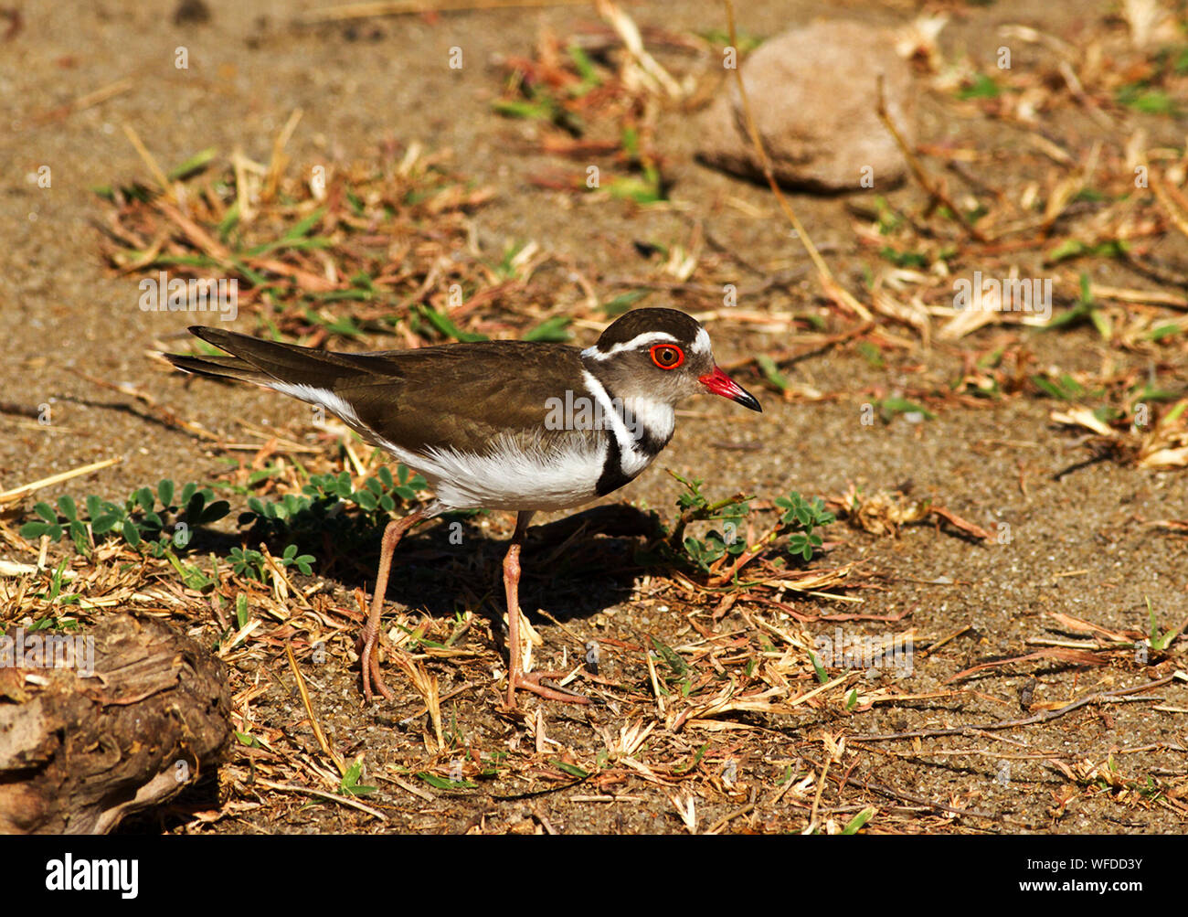 One of the smallest of the Plover family, the starngely named Three ...