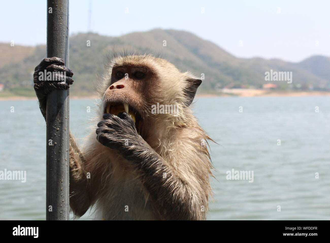 Monkey On Pole High Resolution Stock Photography and Images - Alamy