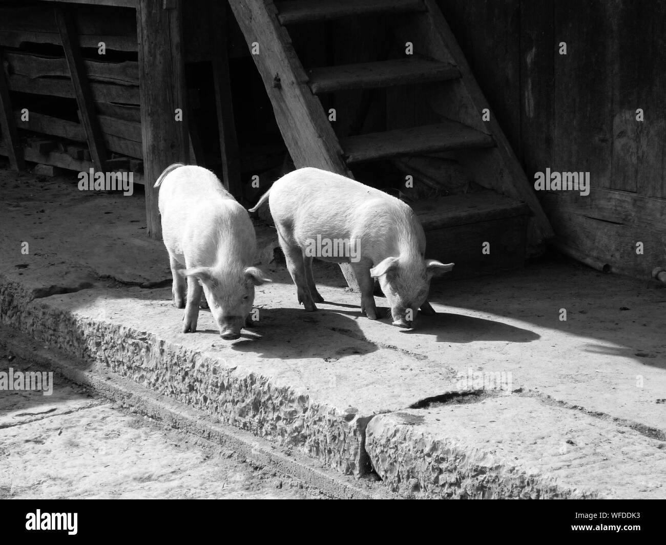View Of Pigs Stock Photo - Alamy