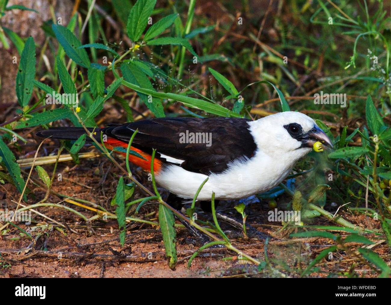 Extended family groups of White-headed Buffalo-Weaver are noisy and ...