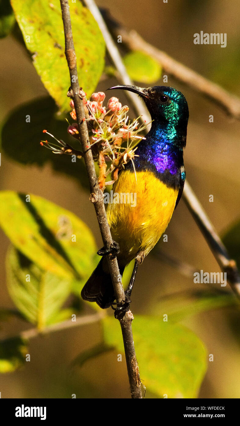 As the name suggests the breeding season plumage of the male Yellow ...