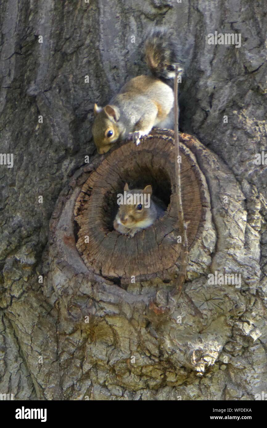Tree trunk hole squirrel hi-res stock photography and images - Alamy